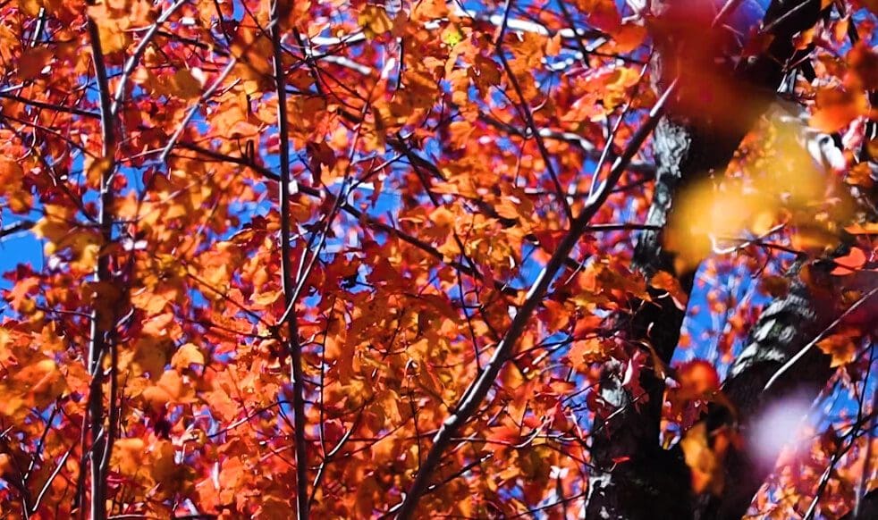 Happy Fall, Y’all! - Gilmer County Chamber