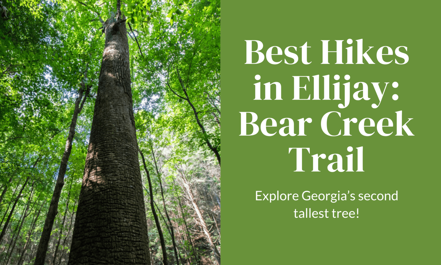 Best Hikes in Ellijay, Ga: Bear Creek Trail - Gilmer County Chamber